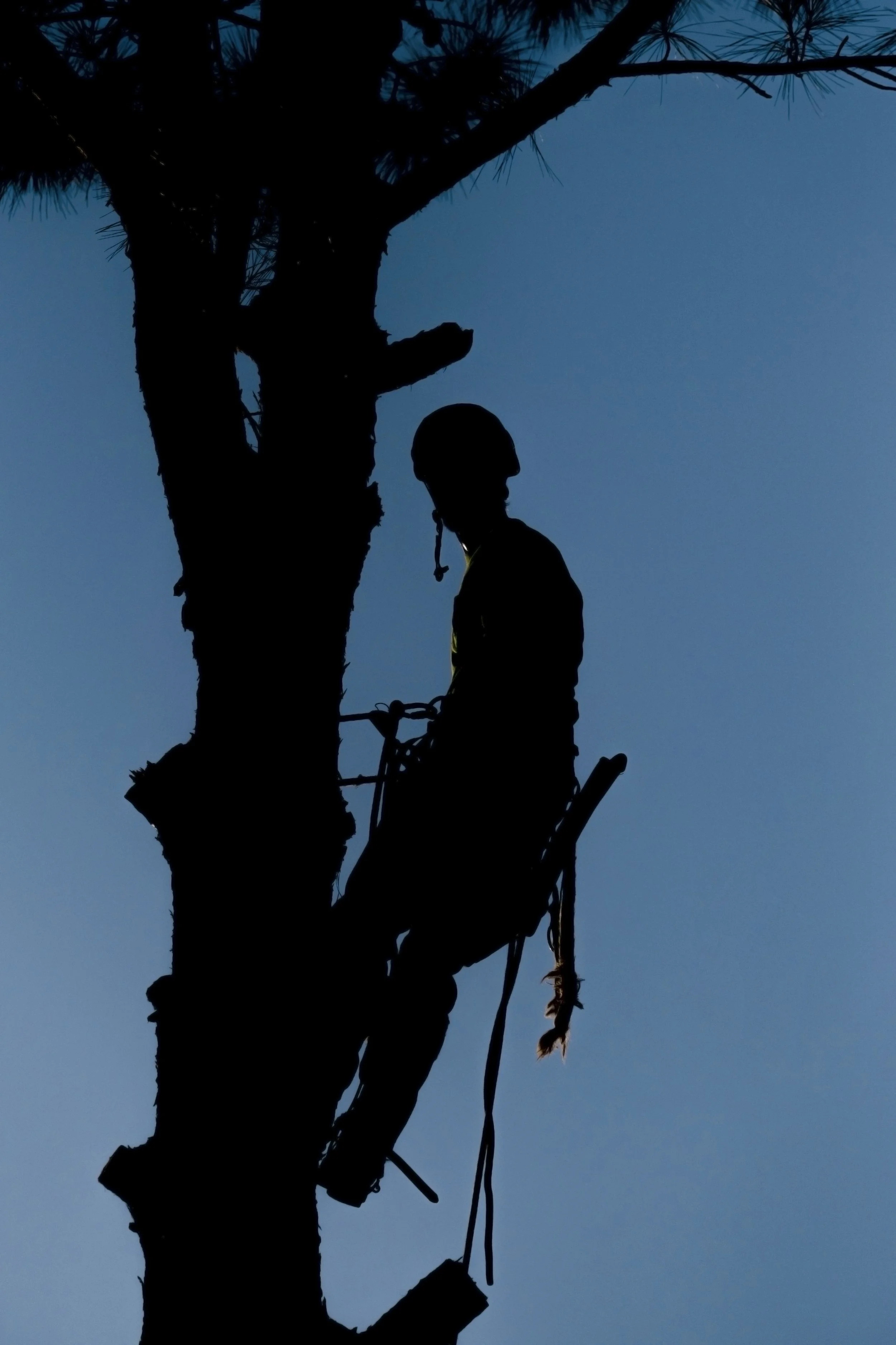 Natural State Tree Service