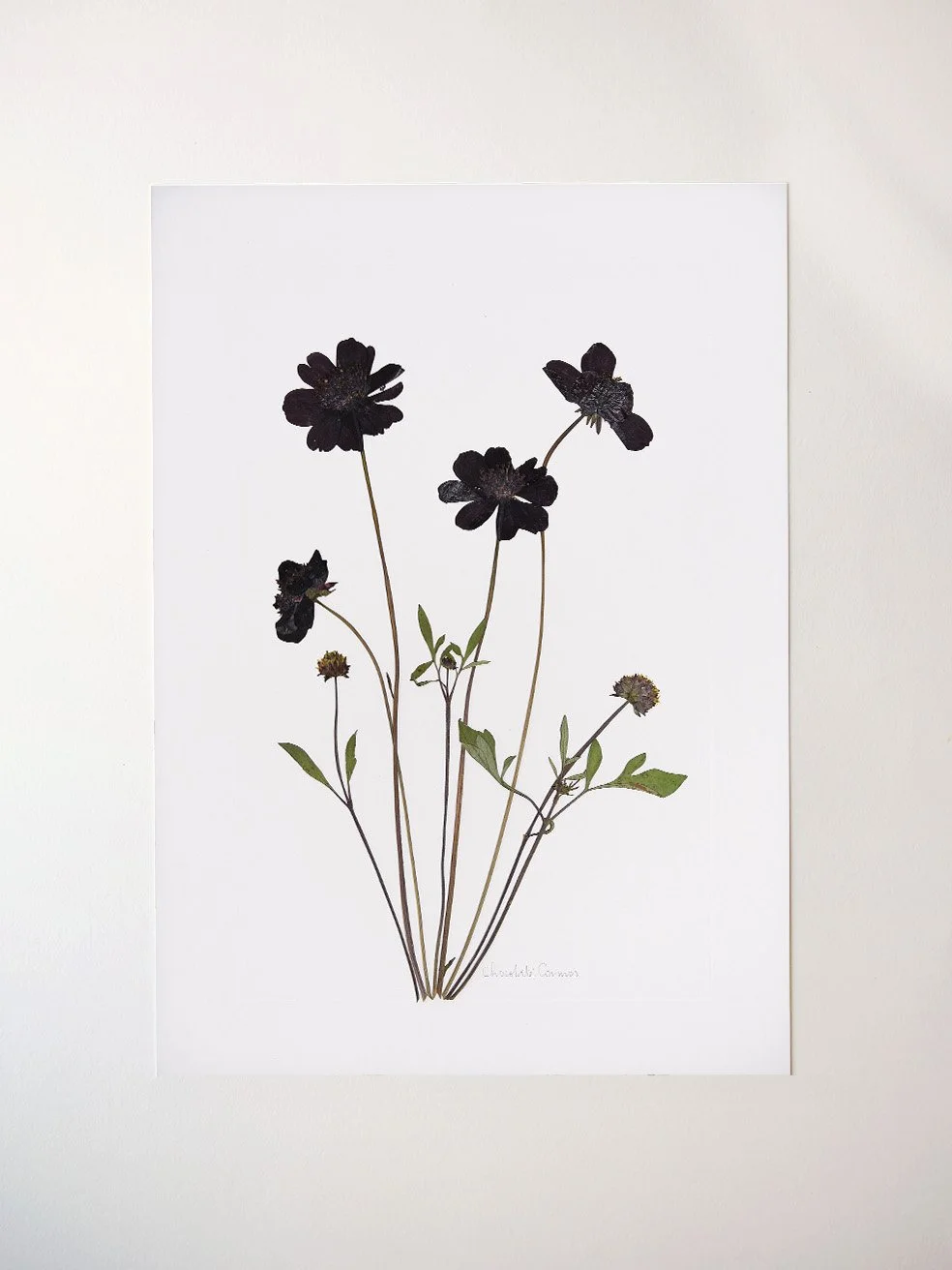 Pressed Flower Print - Chocolate Cosmos — JamJar Edit