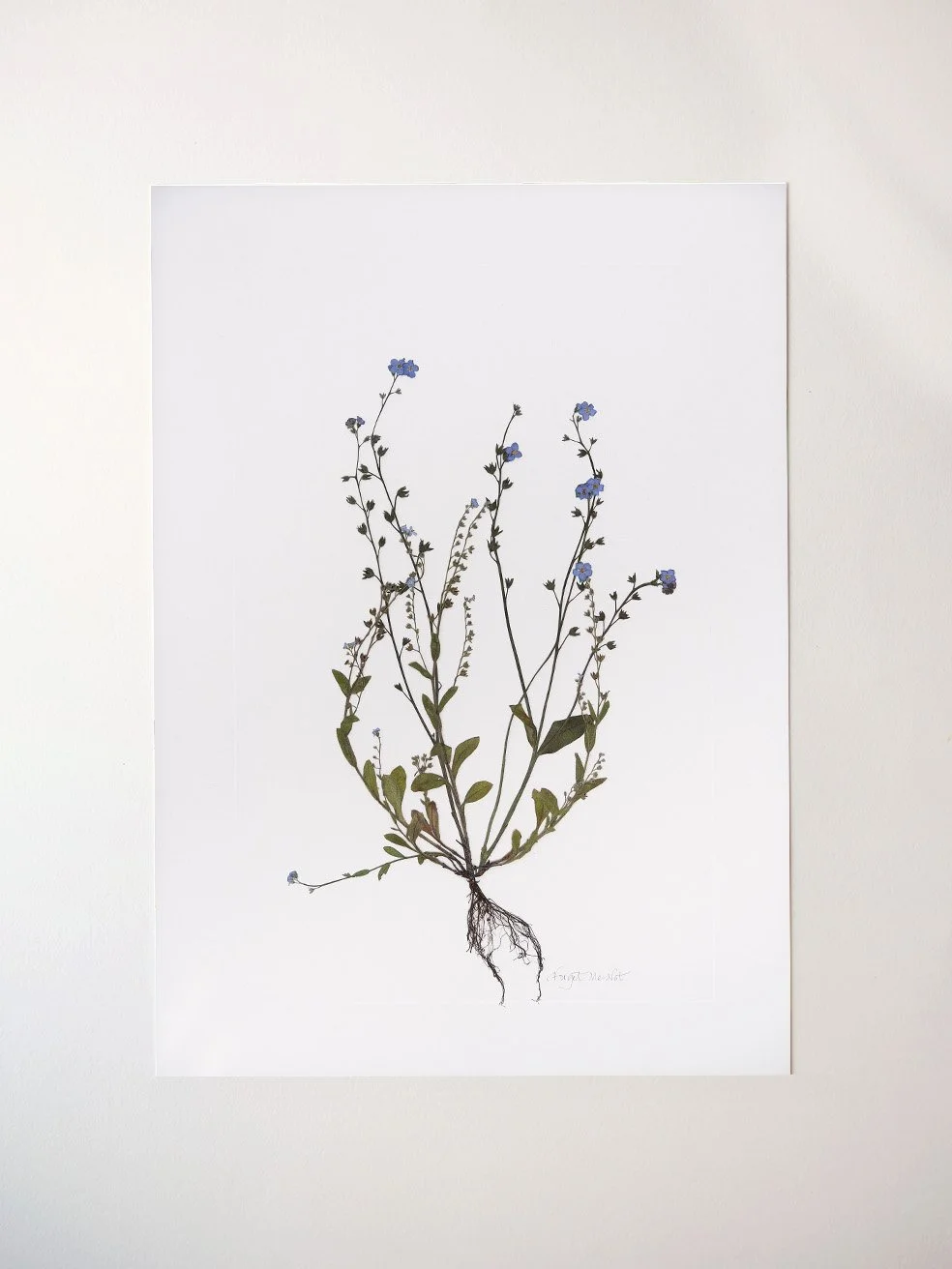 Pressed Flower Print - Forget-Me-Not — JamJar Edit