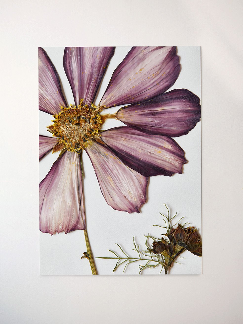 Pressed Flower Print - Forget-Me-Not — JamJar Edit