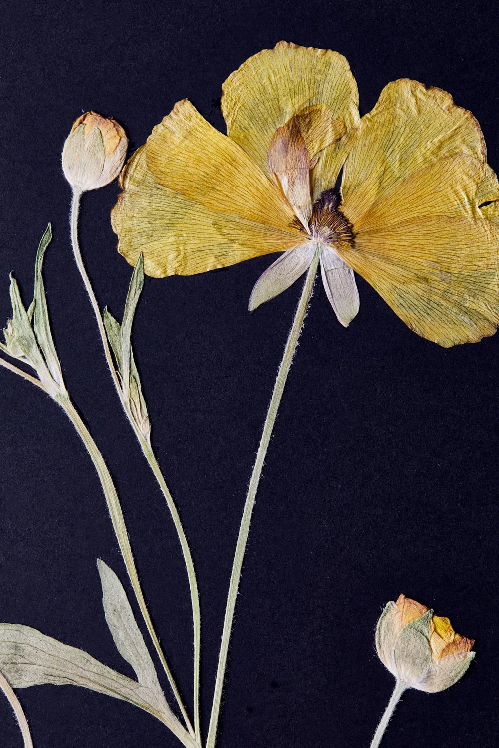 Pressed Flower Print - Forget-Me-Not — JamJar Edit