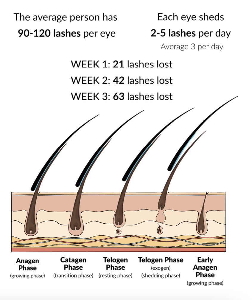 Lash 101 | Lash Portland | Lash Style | Eyelash Sets | Lash Lift ...