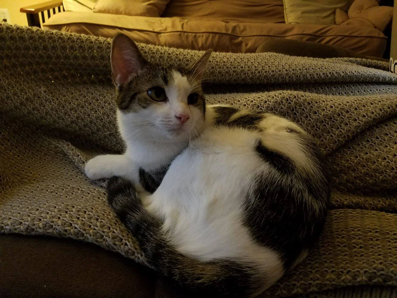 CAT OF THE WEEK: ADORA, THE CAT FORMERLY KNOWN AS MISS COWBOY — Gateau ...