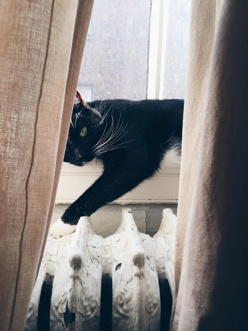 CAT OF THE WEEK: LIBBY — Gateau | Gato