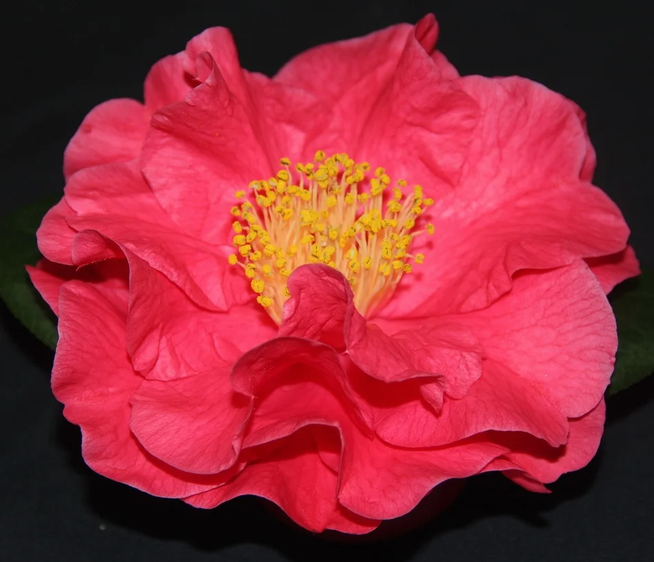 Reticulata — Camellias Victoria Inc.