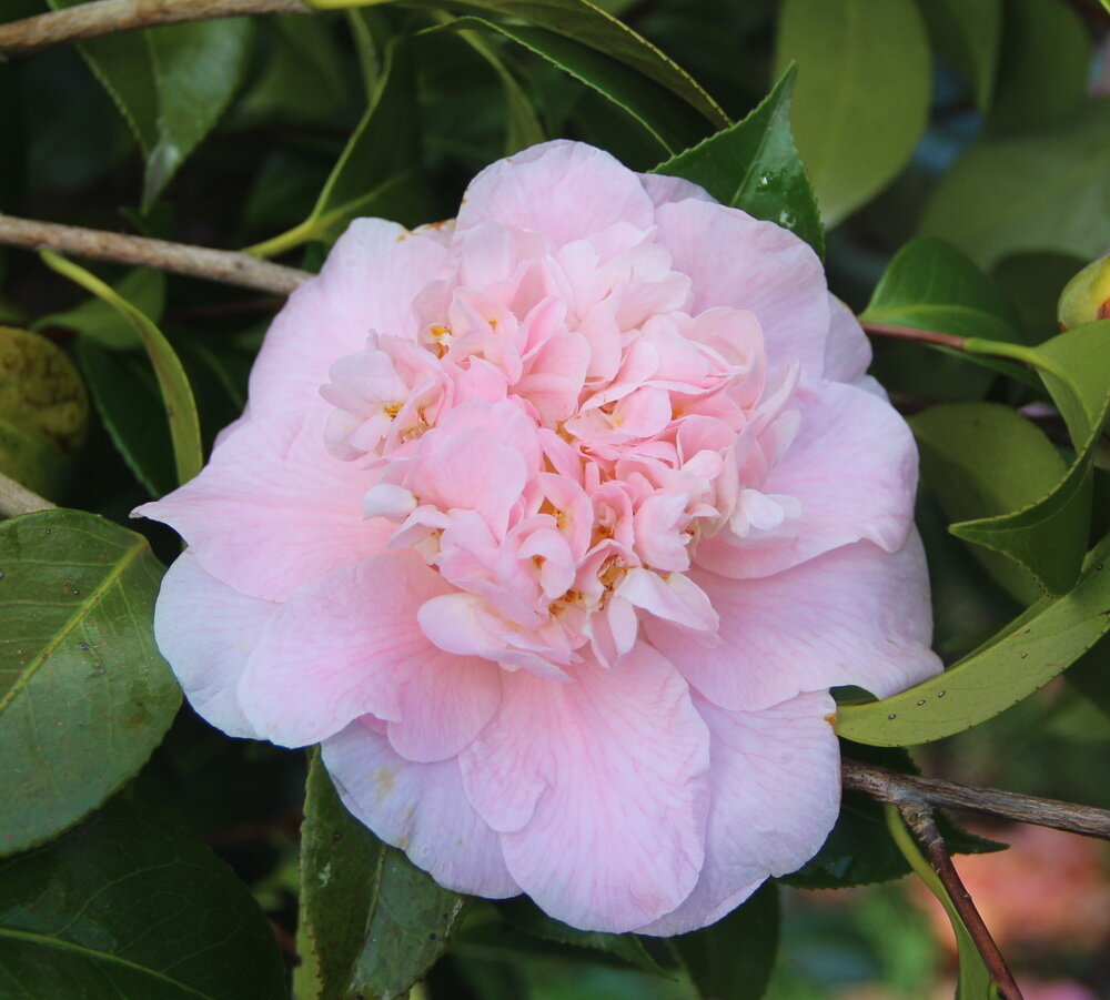 Japonica Page 2 — Camellias Victoria Inc.