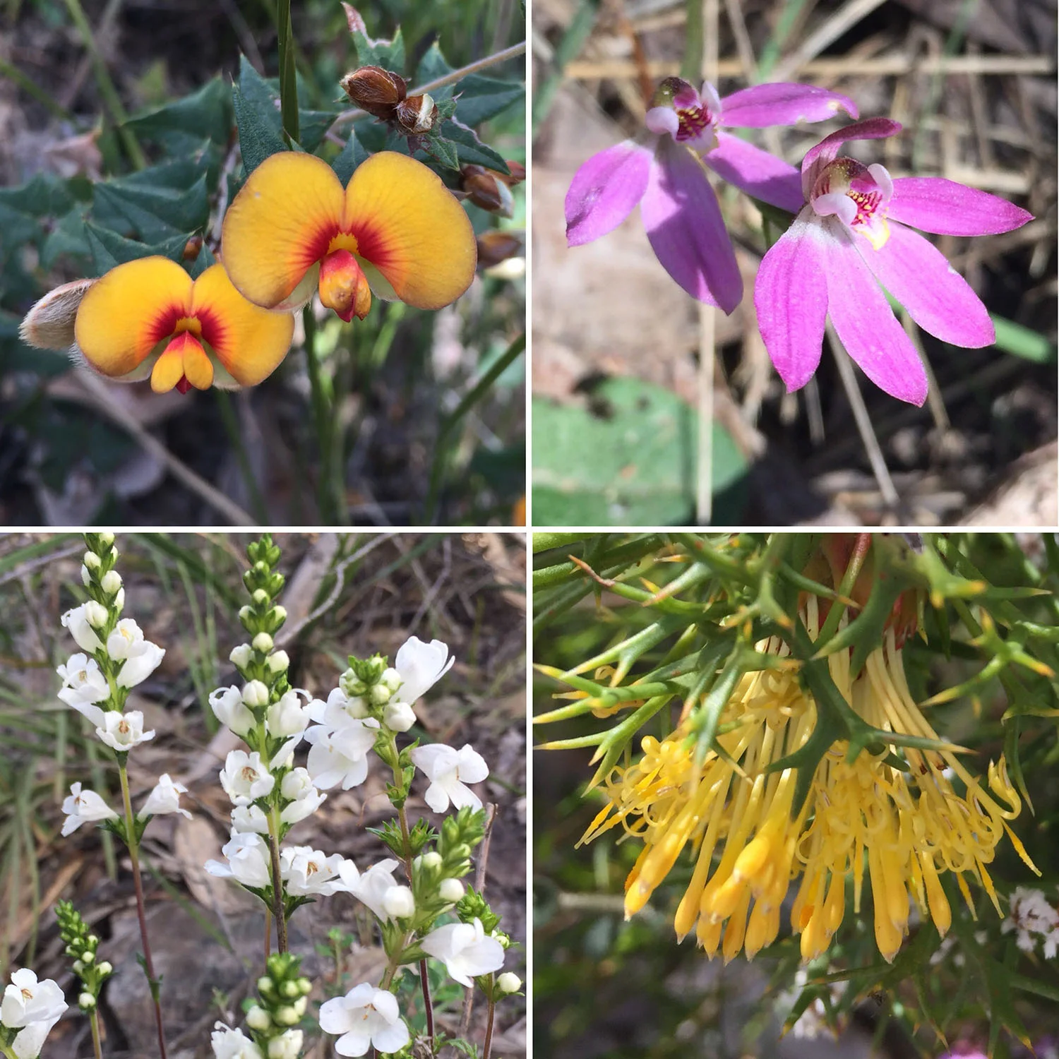 Native wildflowers in the Grampians - Sally Cummings Designs