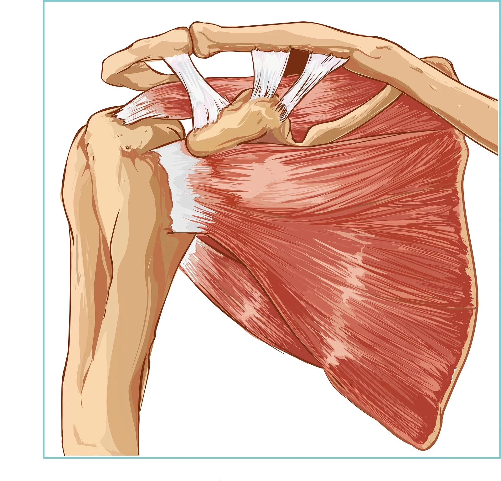 Shoulder Joint Vs Shoulder Complex Rehabbing The Shoulder Evolve 
