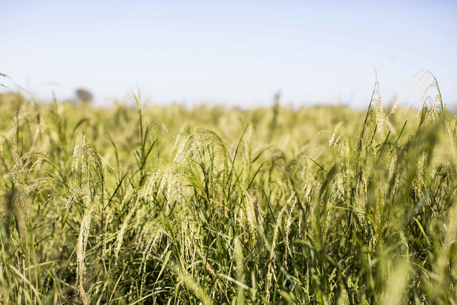 HOW TEFF GETS FROM OUR FARM TO YOUR PLATE — Teff Blogs