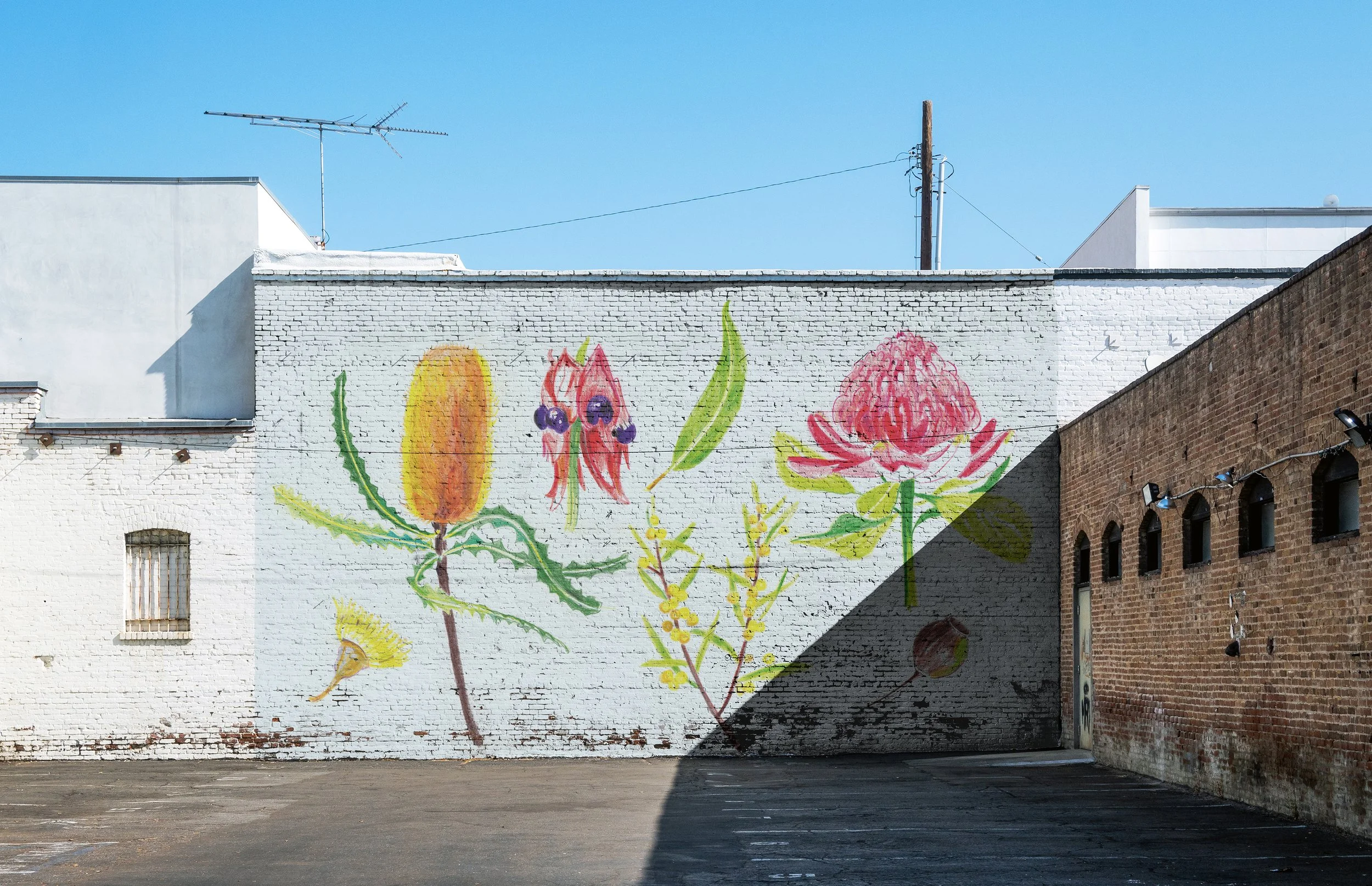 Sarah Hankinson Art — Sarah Hankinson Melbourne Art and Illustration