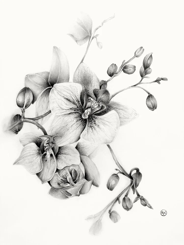 Realistic Orchid Drawing