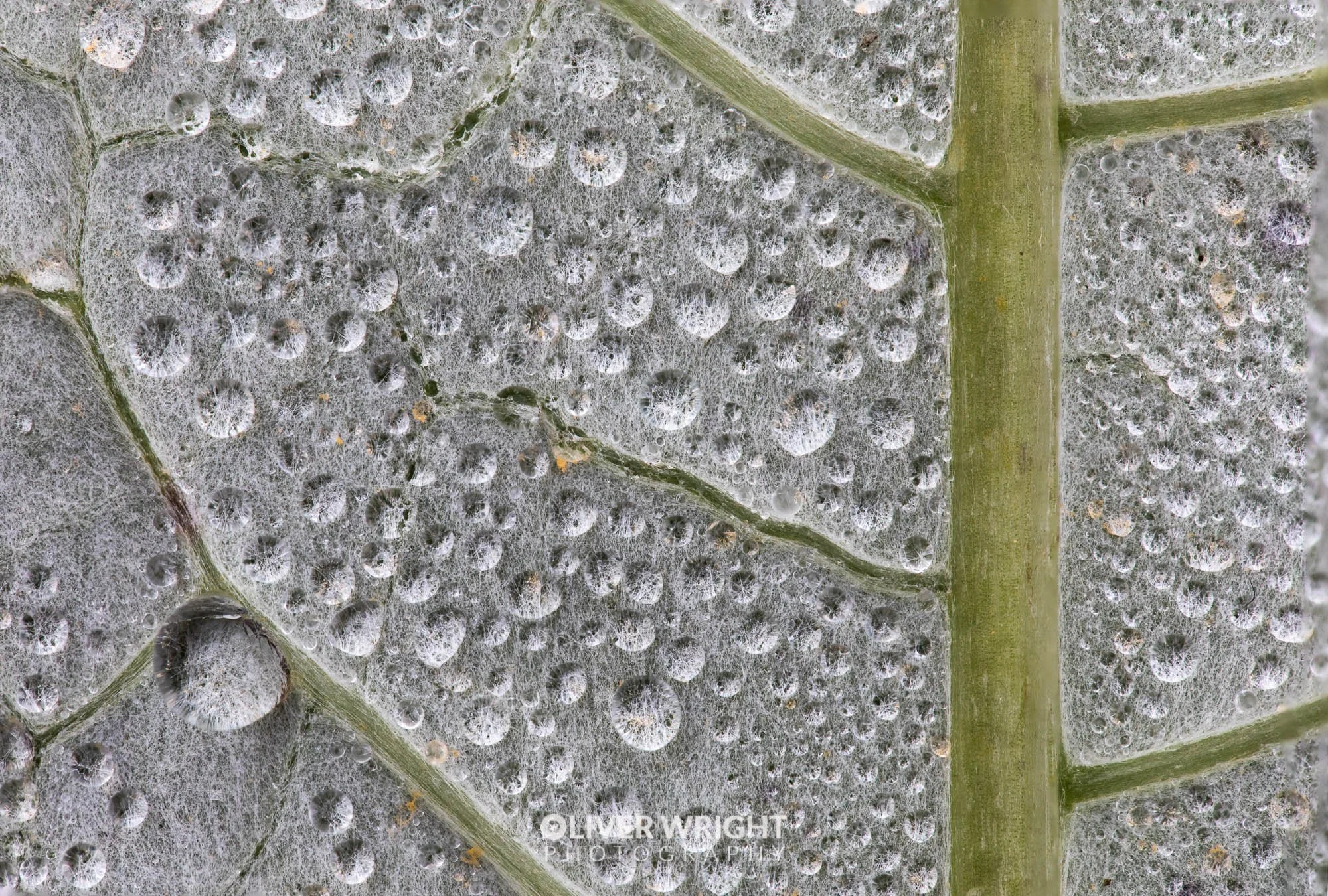 Macro Photography Ideas - Top 20 from easy to hard — The School of ...