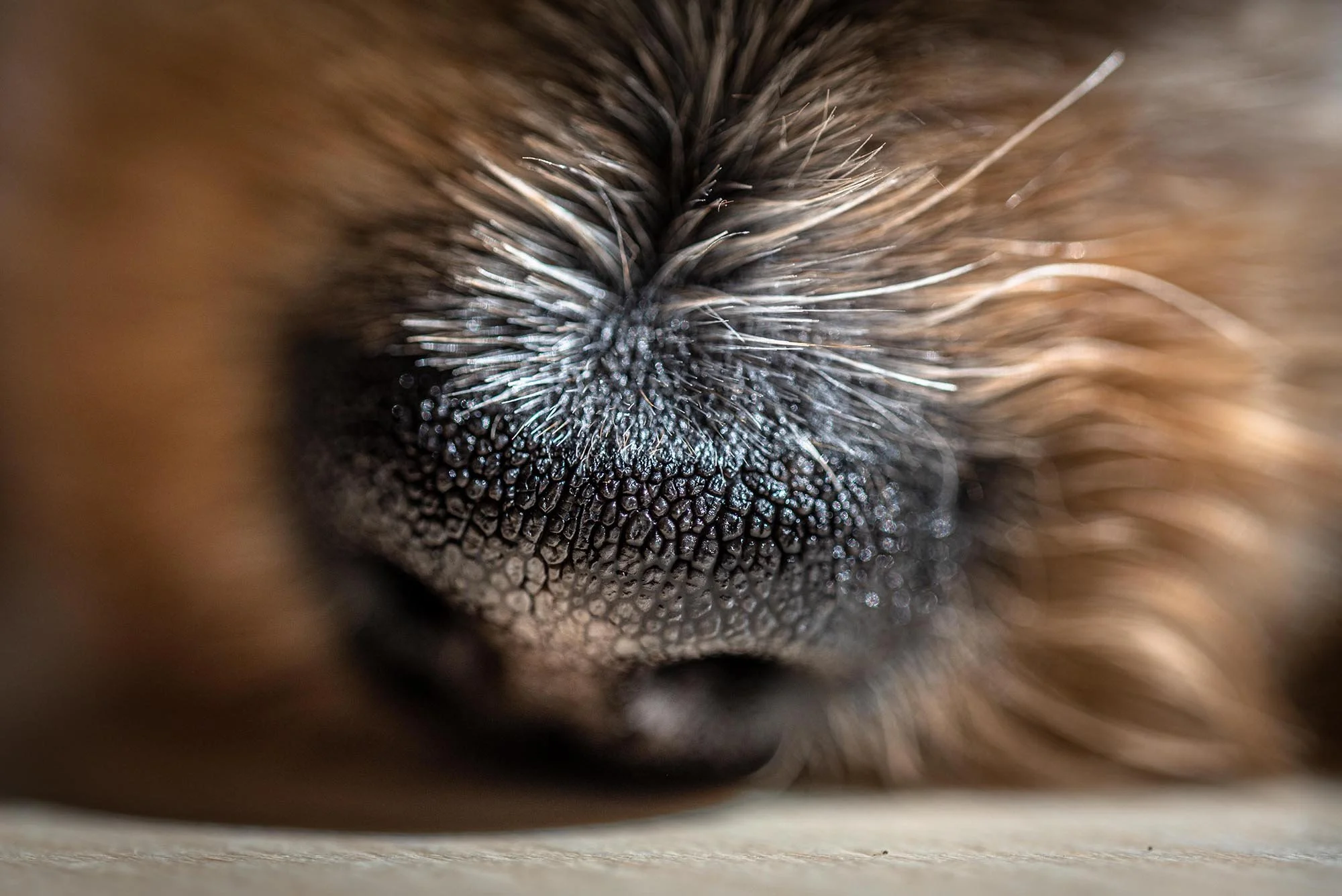 Macro Photography Ideas - Top 20 from easy to hard — The School of ...