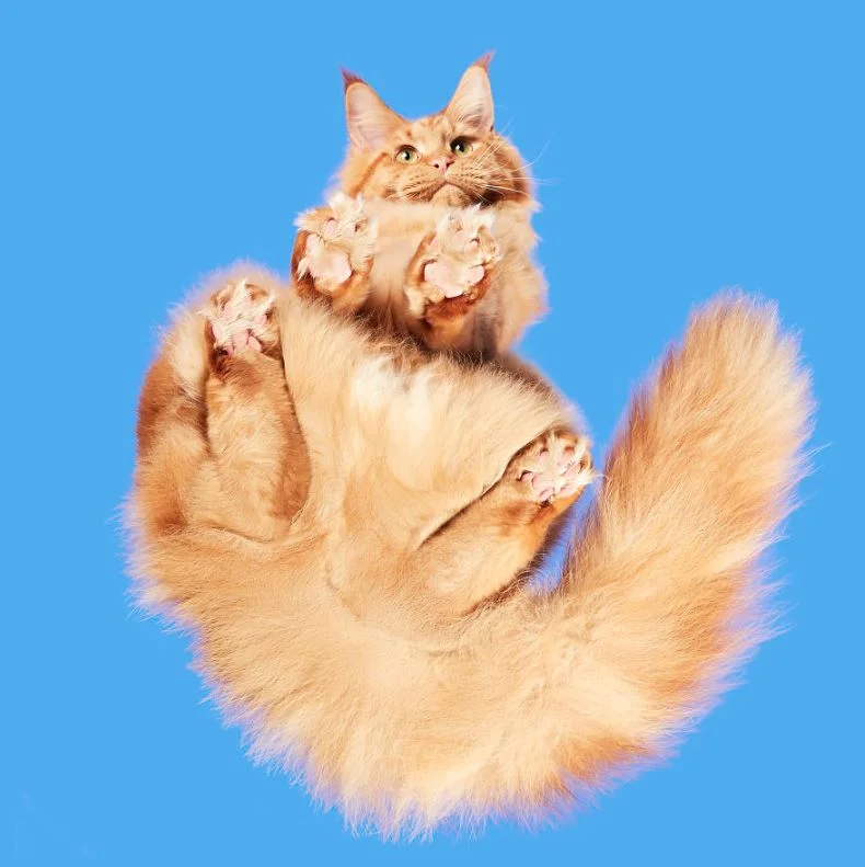 Crazy cat photography from Lithuania! — The School of Photography ...