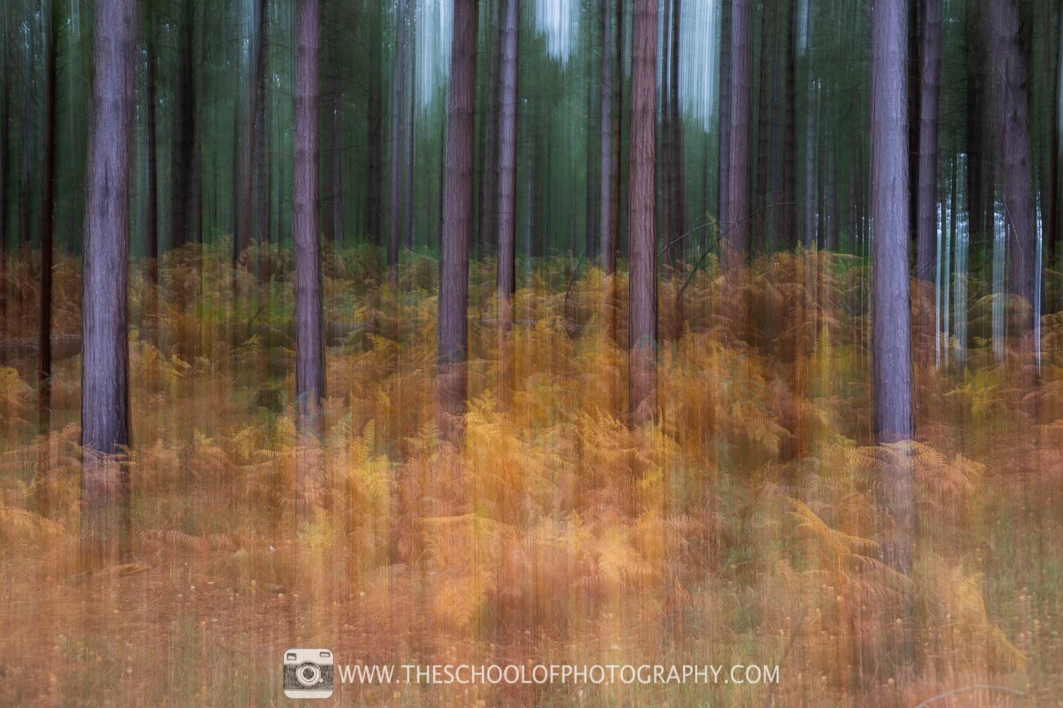 ICM Photography tutorial – Intentional Camera Movement — The School of ...