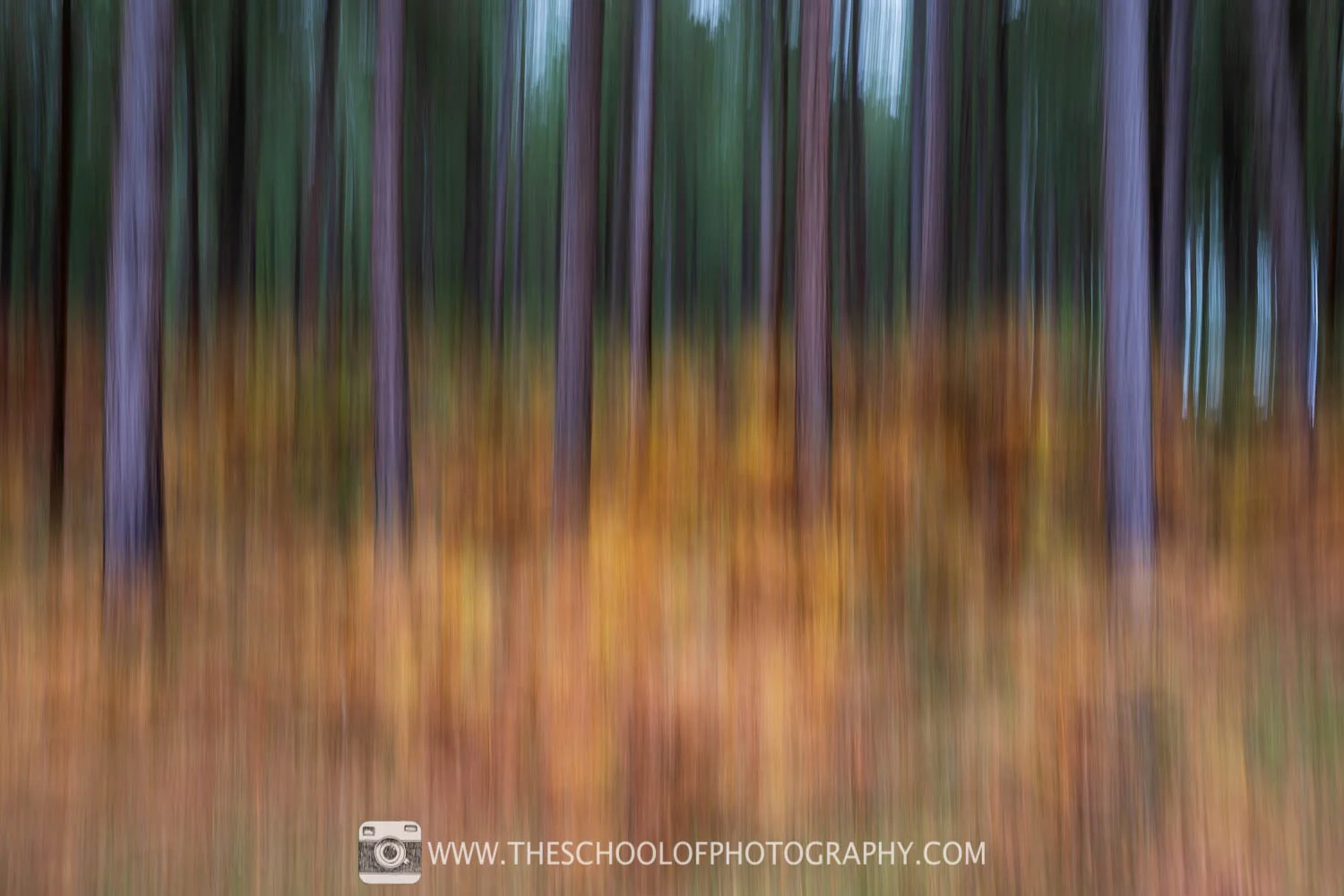 ICM Photography tutorial – Intentional Camera Movement — The School of ...