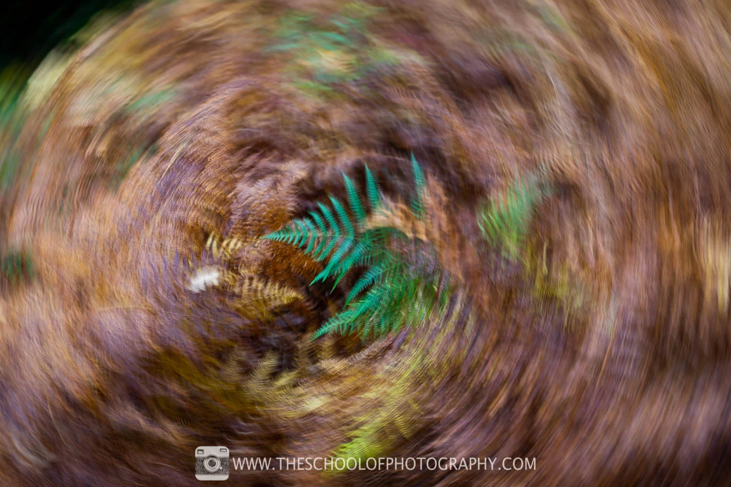 ICM Photography tutorial – Intentional Camera Movement — The School of Photography - Courses ...