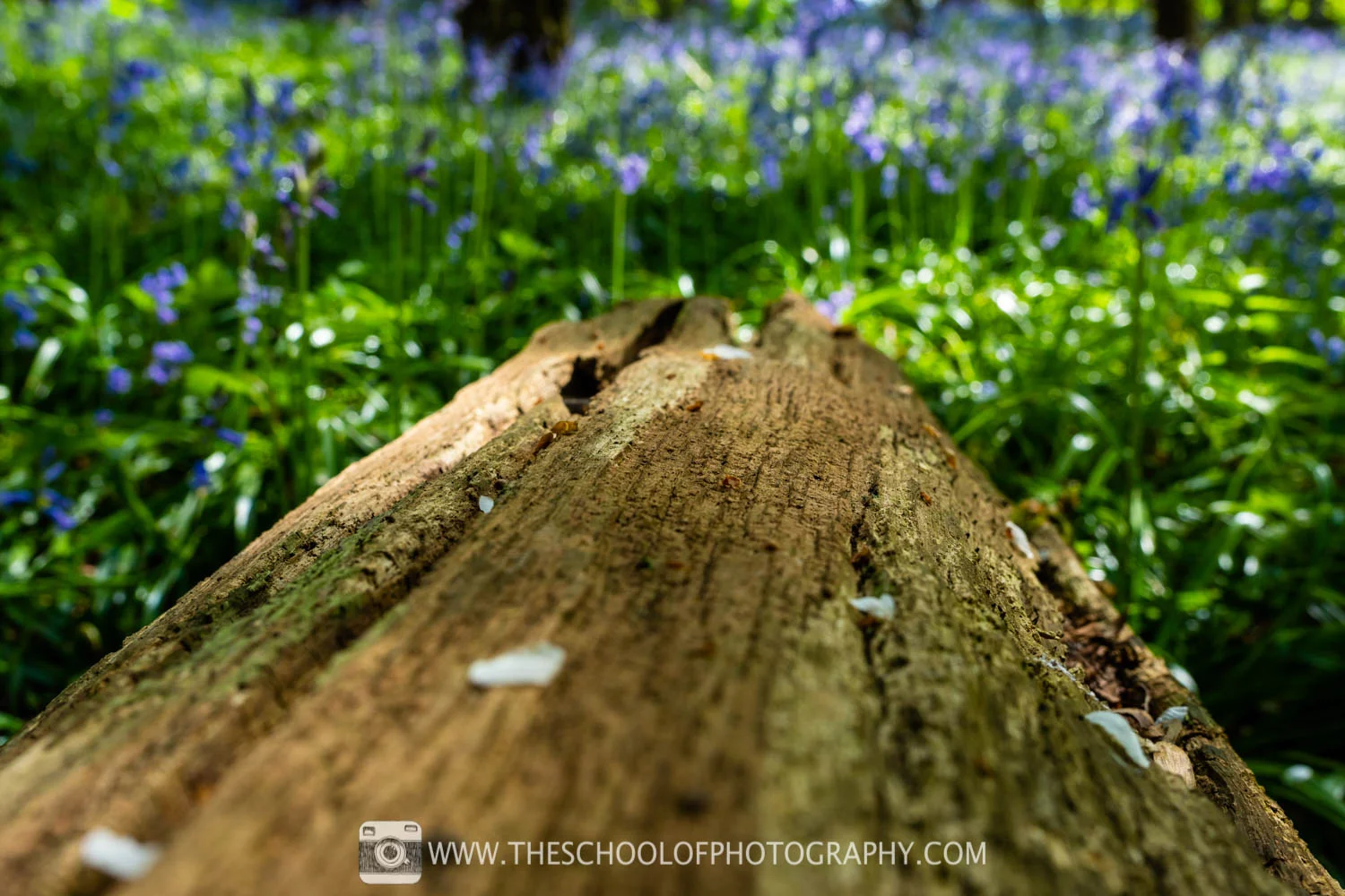 Spring Photography ideas — The School of Photography - Courses ...