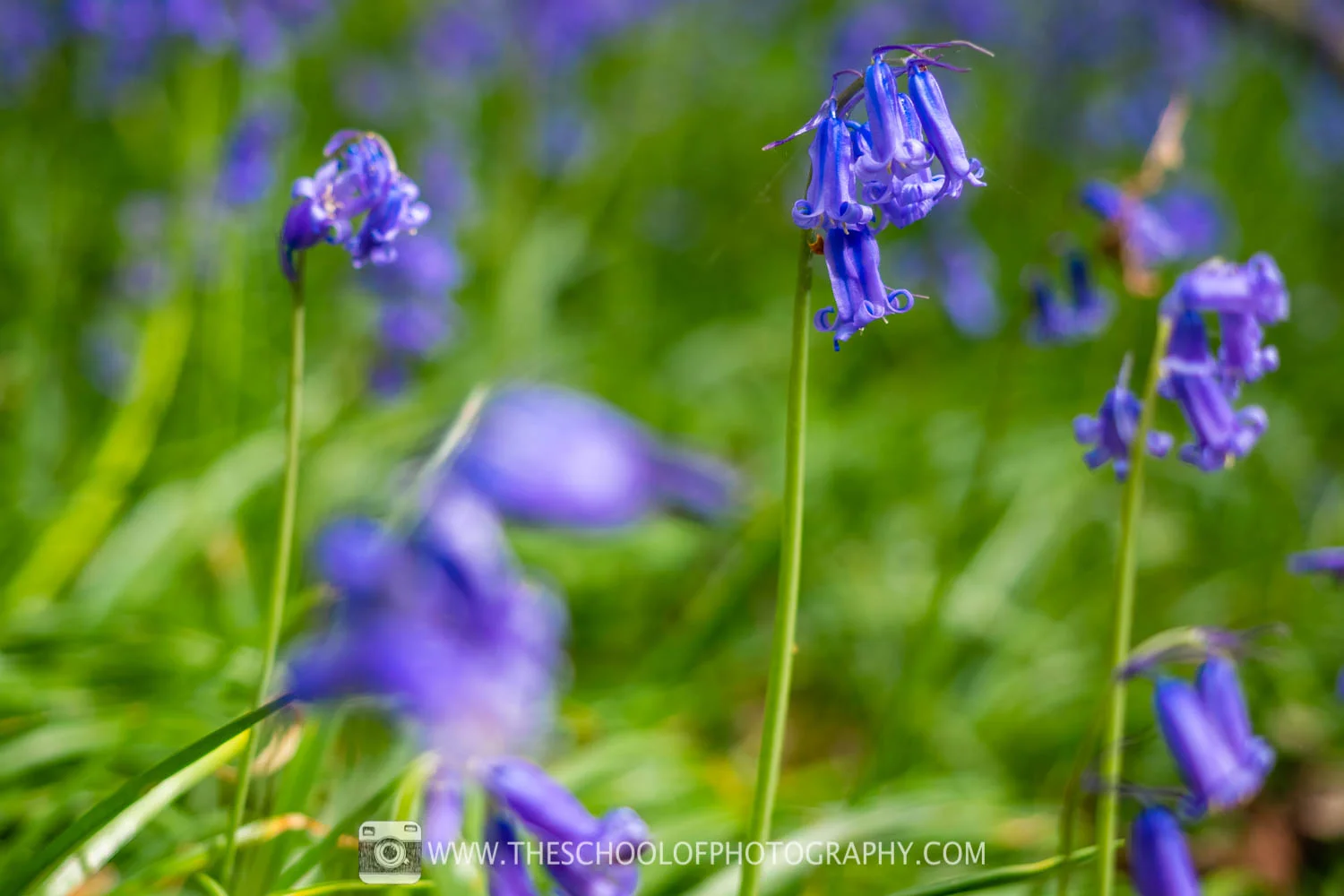 Spring Photography ideas — The School of Photography - Courses ...