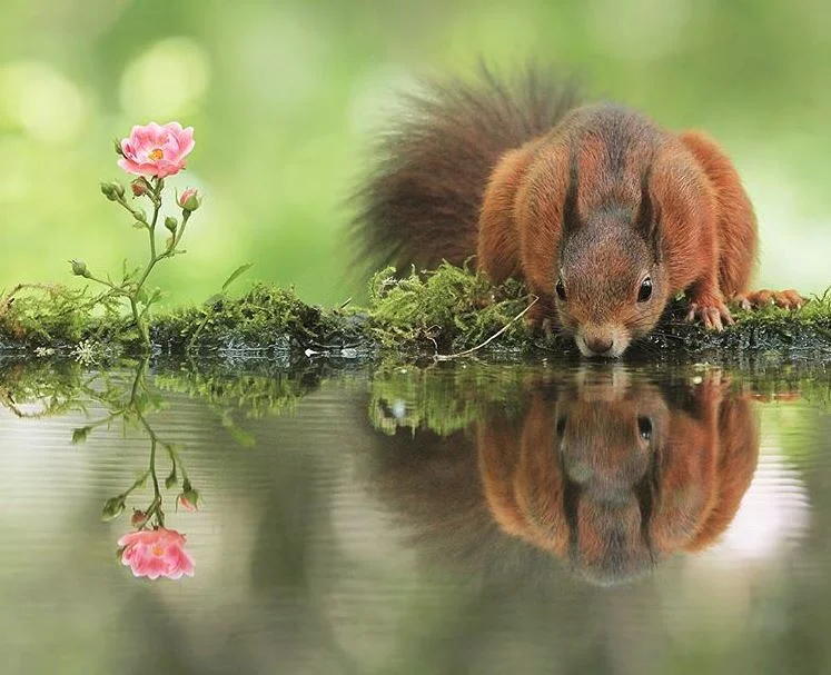 10 of the Most Adorable Animal Portraits! — The School of Photography ...