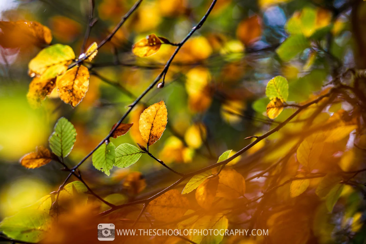 Autumn Photography - In Bad Weather — The School of Photography ...