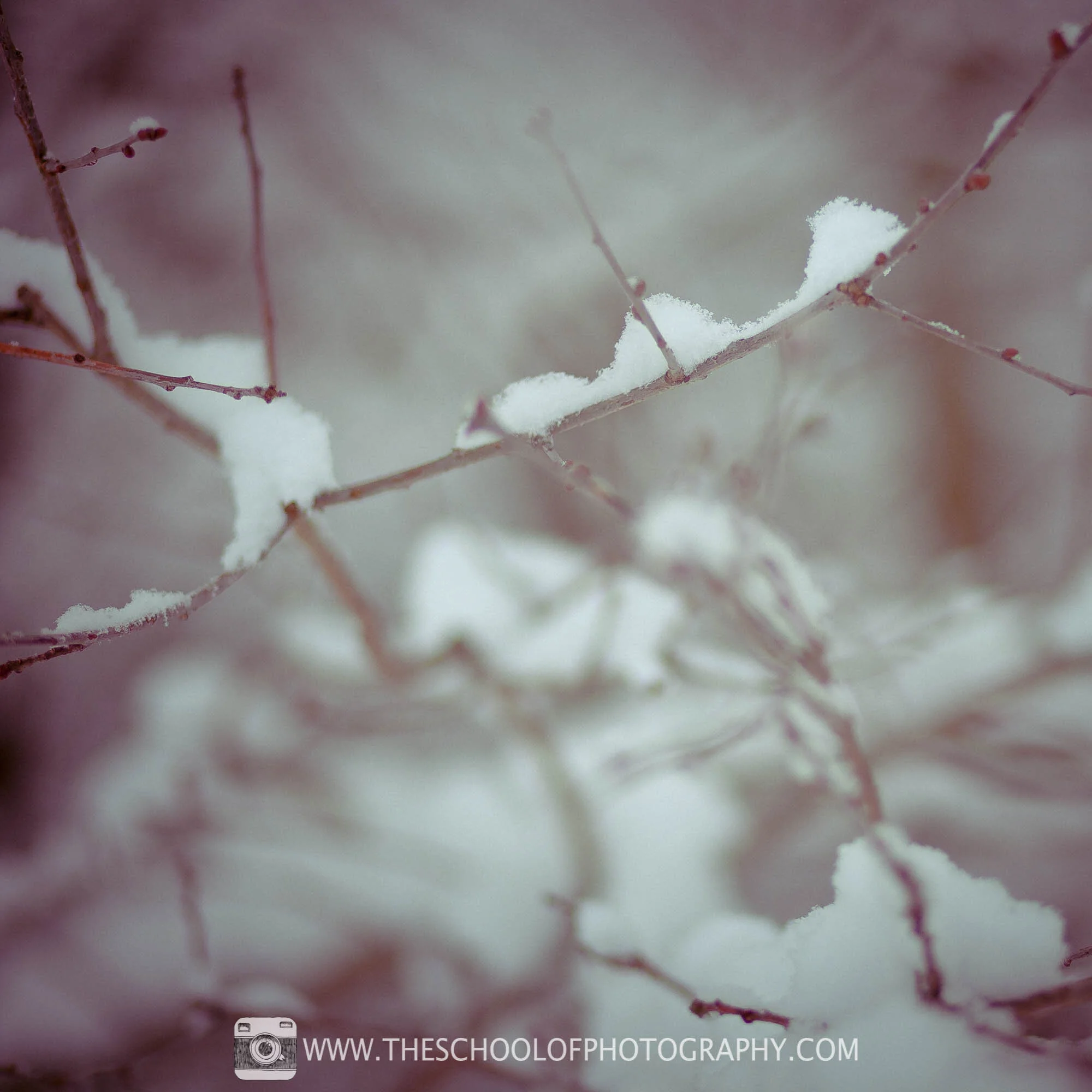 How to take pictures in the snow — The School of Photography - Courses ...