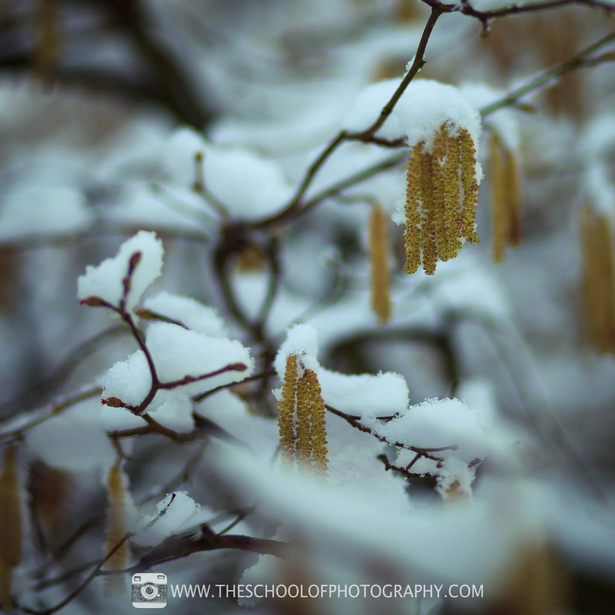 How to take pictures in the snow — The School of Photography - Courses ...