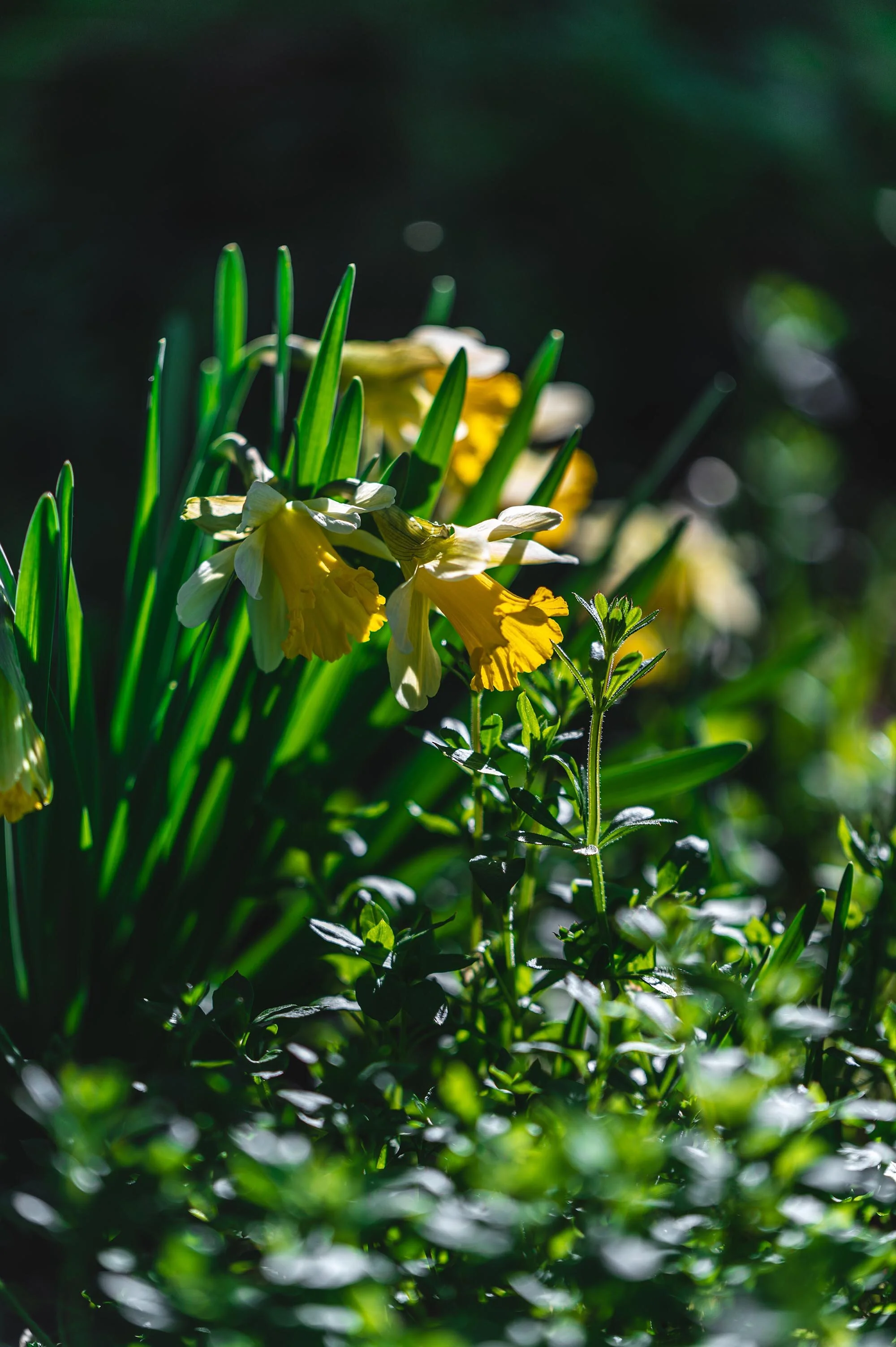 Spring Photography ideas — The School of Photography - Courses ...