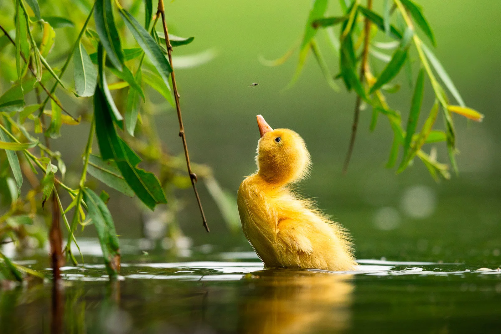Bird Photographer of the Year 2021 Shortlist — The School of ...