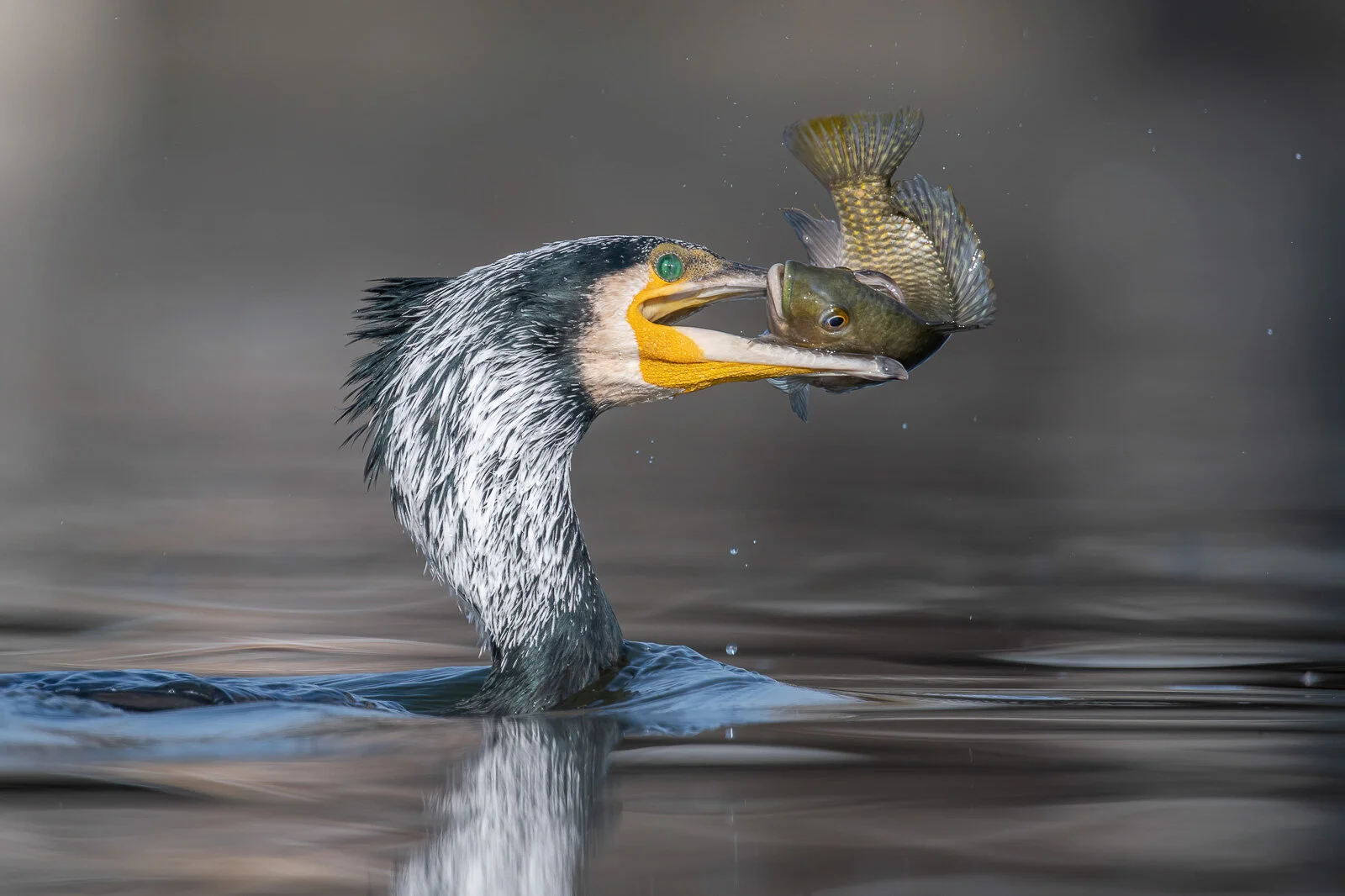 Bird Photographer of the Year 2021 Shortlist — The School of ...