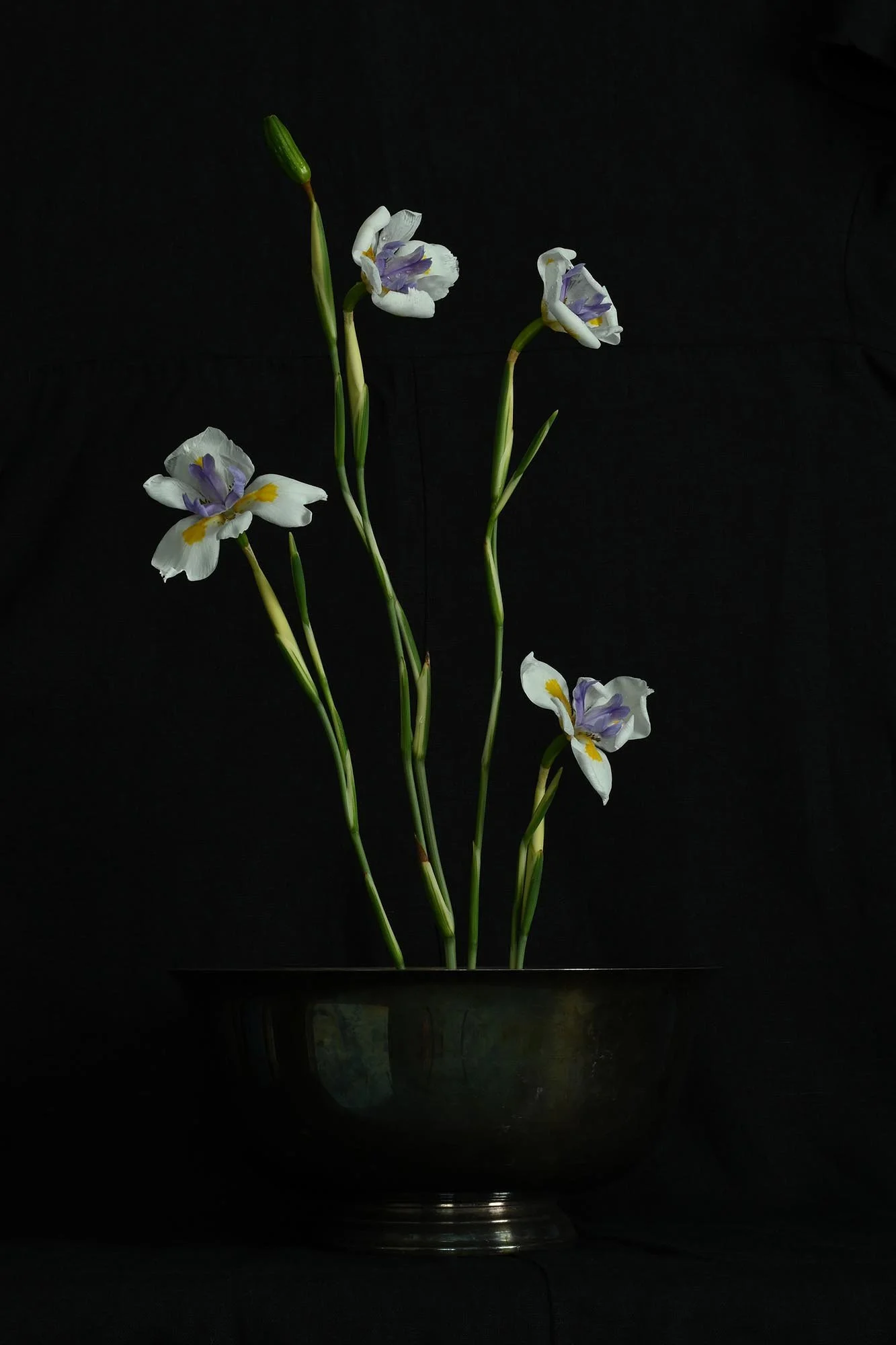 Member Profile: Jessica Patterson — The School of Photography - Courses ...