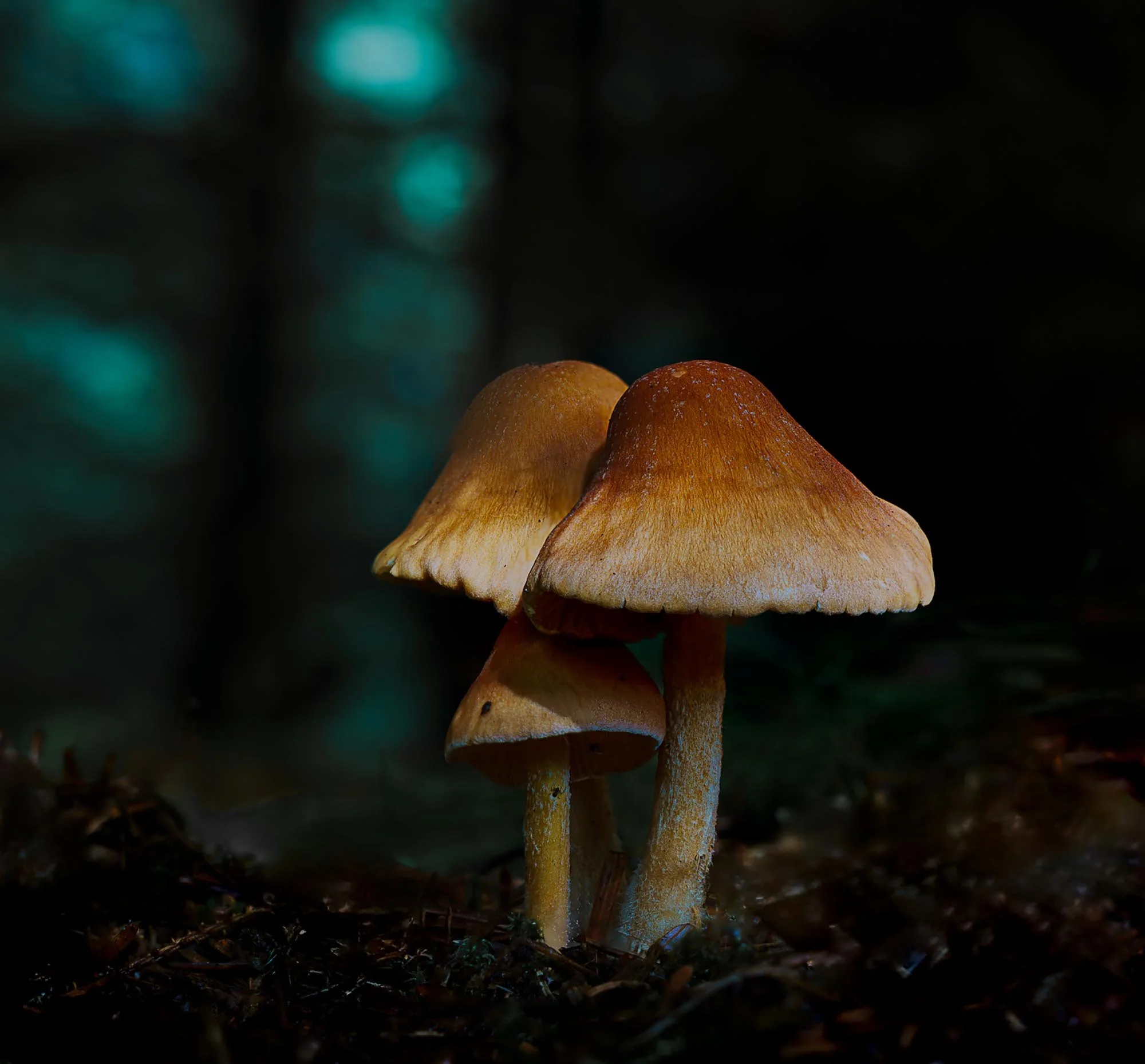 Member Profile: Brian Nicholson — The School of Photography - Courses ...