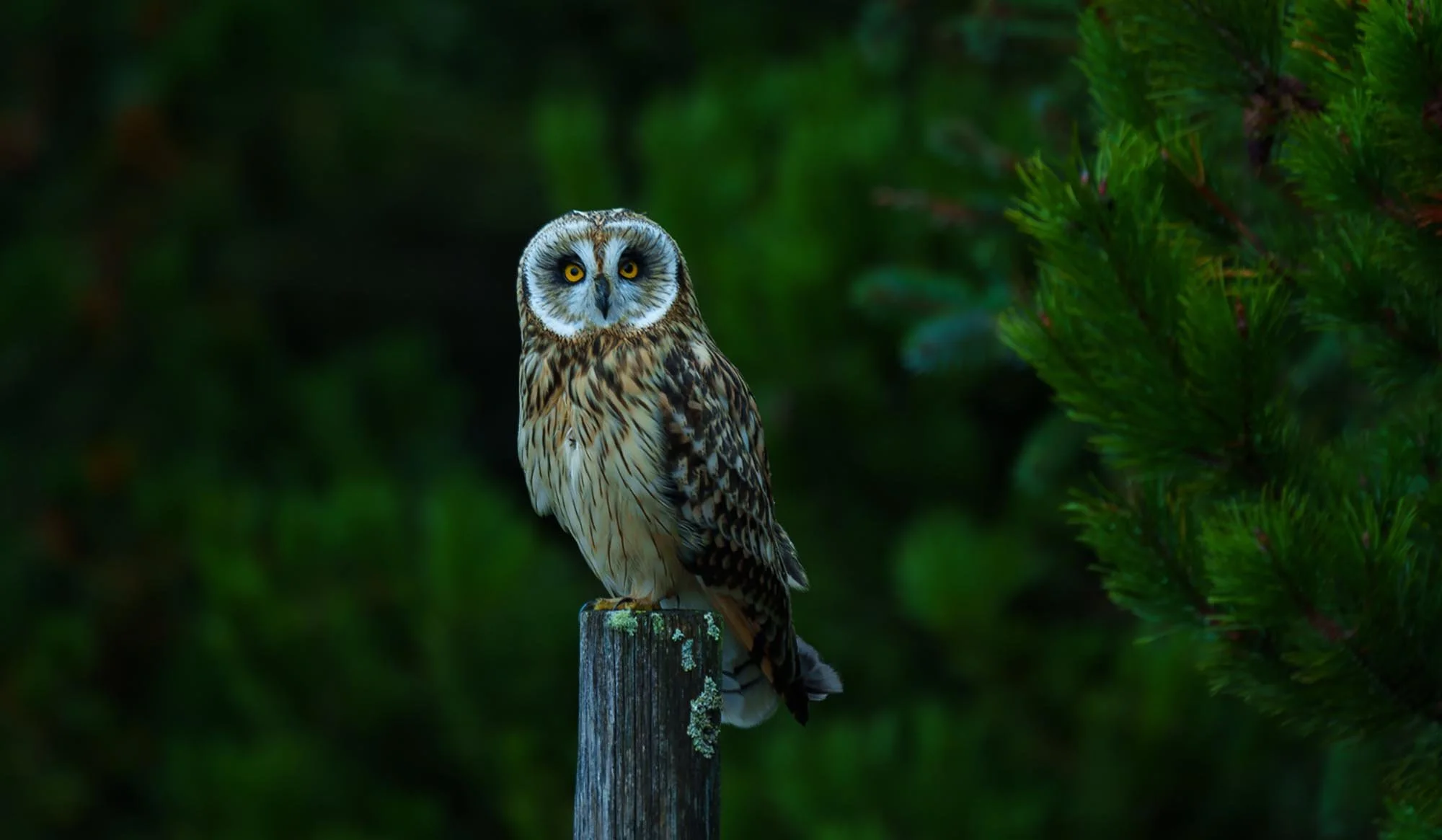 Member Profile: Brian Nicholson — The School of Photography - Courses ...
