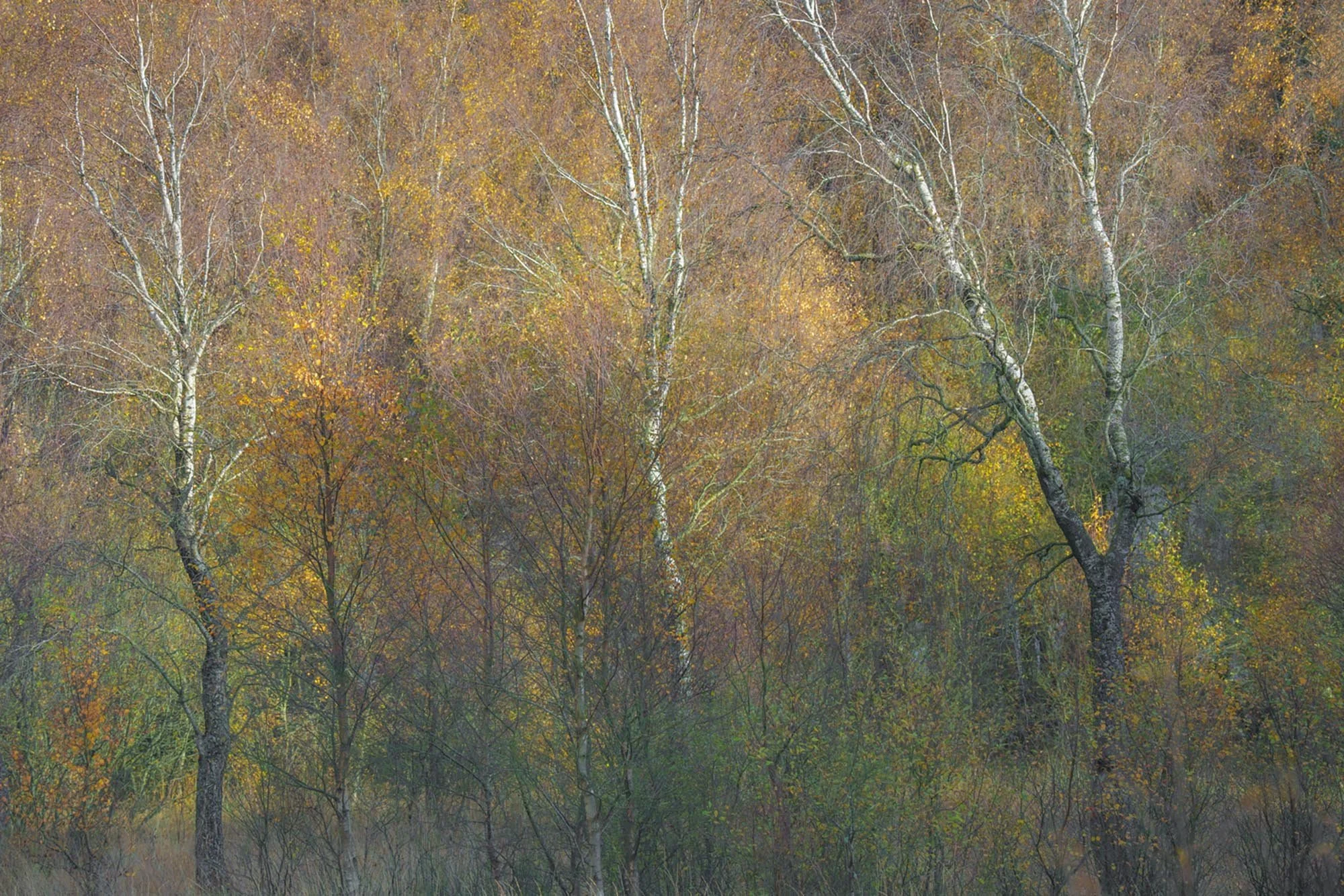 Member Profile: Brian Nicholson — The School of Photography - Courses ...