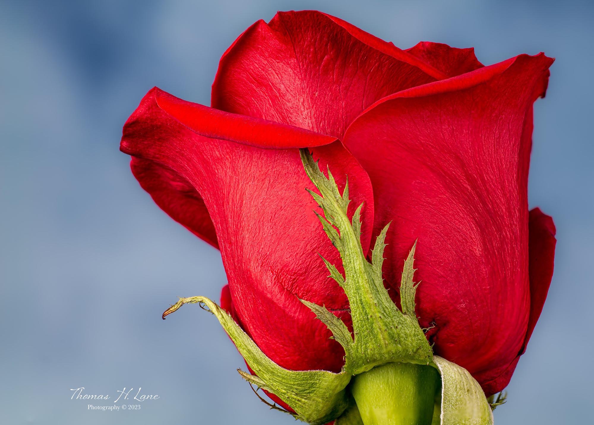 Member Profile: Tom Lane — The School of Photography - Courses ...