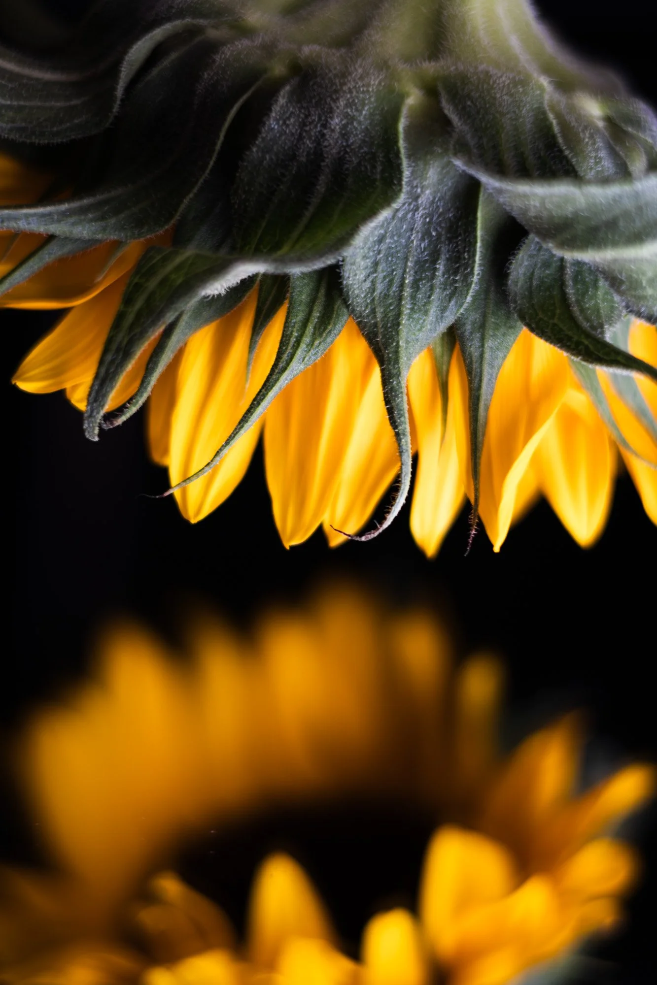 Member Profile: Gill Mole — The School of Photography - Courses ...