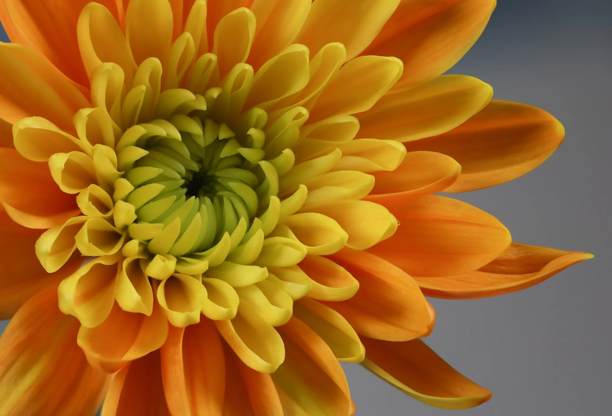 Member Profile: Gill Mole — The School of Photography - Courses ...