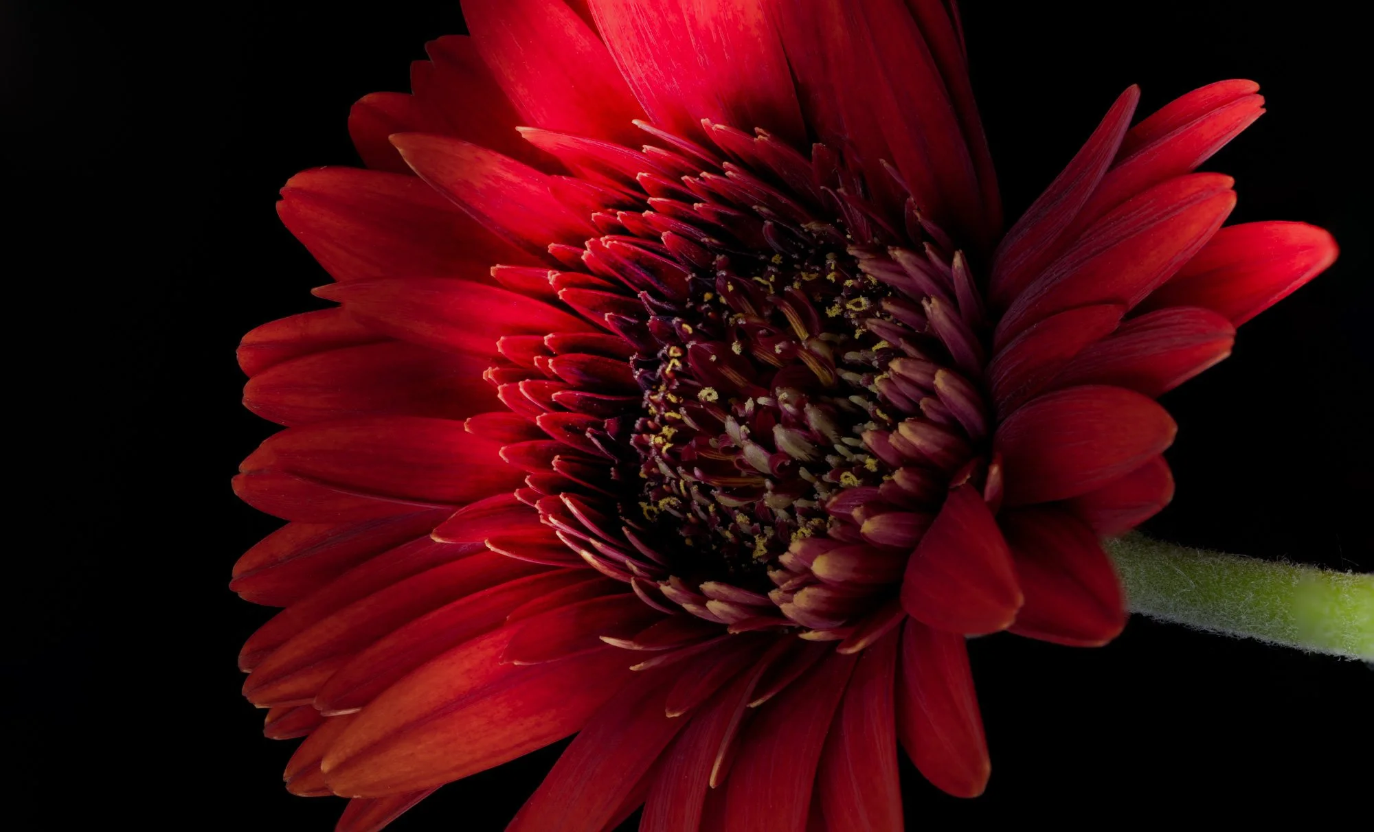 Member Profile: Gill Mole — The School of Photography - Courses ...