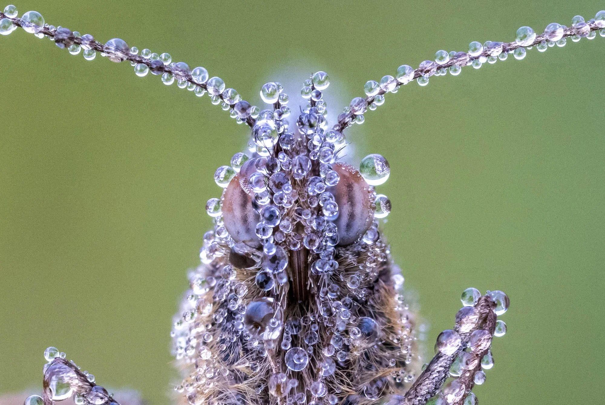 Macro Photography Ideas - Top 20 from easy to hard — The School of ...