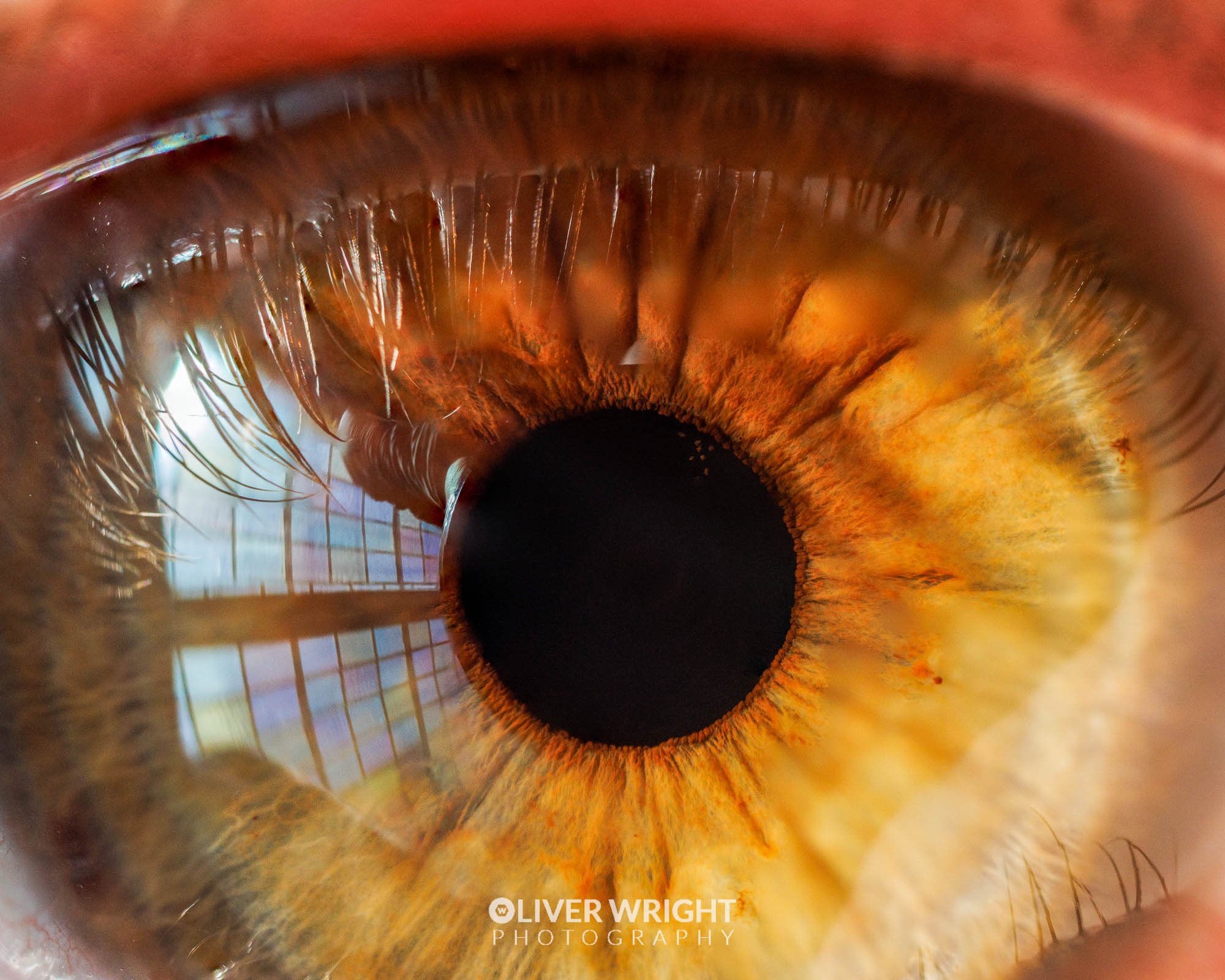 Macro Photography Ideas - Top 20 from easy to hard — The School of ...