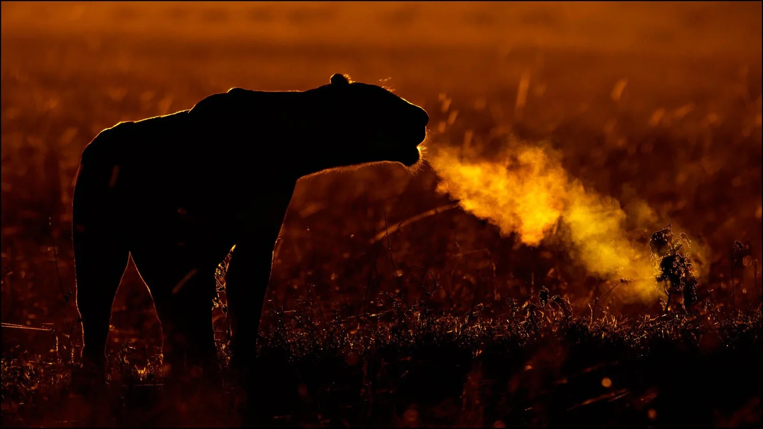 Wildlife Photography Course — The School of Photography - Courses ...