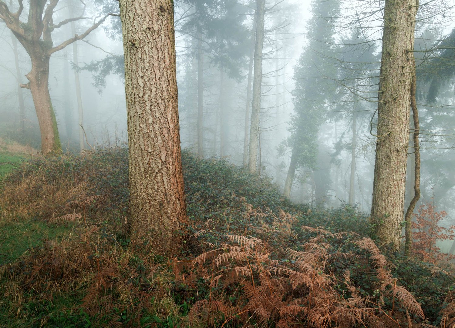 Forest Photography For Beginners — The School of Photography - Courses ...