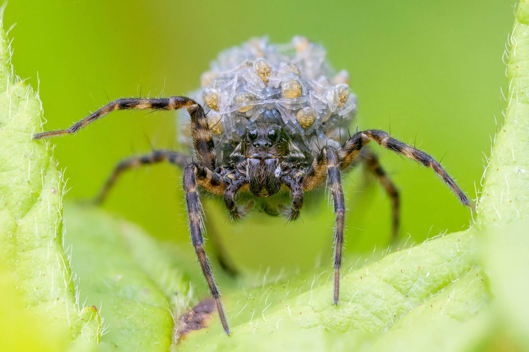 Macro Photography Ideas - Top 20 from easy to hard — The School of ...