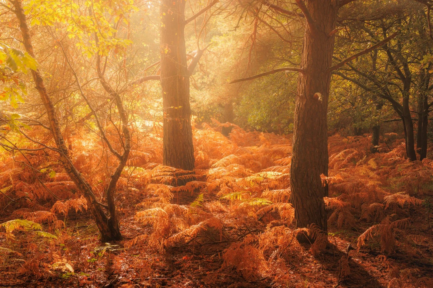 10 Best Autumn Photography Ideas: Capture the Beauty of Fall — The ...