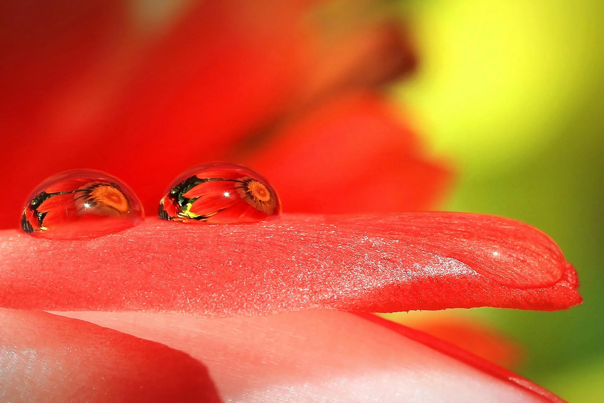 Macro Photography Ideas - Top 20 from easy to hard — The School of ...