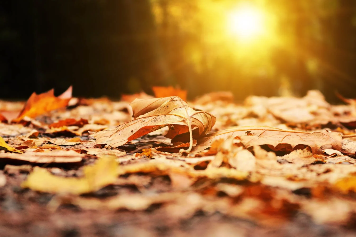 10 Best Autumn Photography Ideas: Capture the Beauty of Fall — The ...