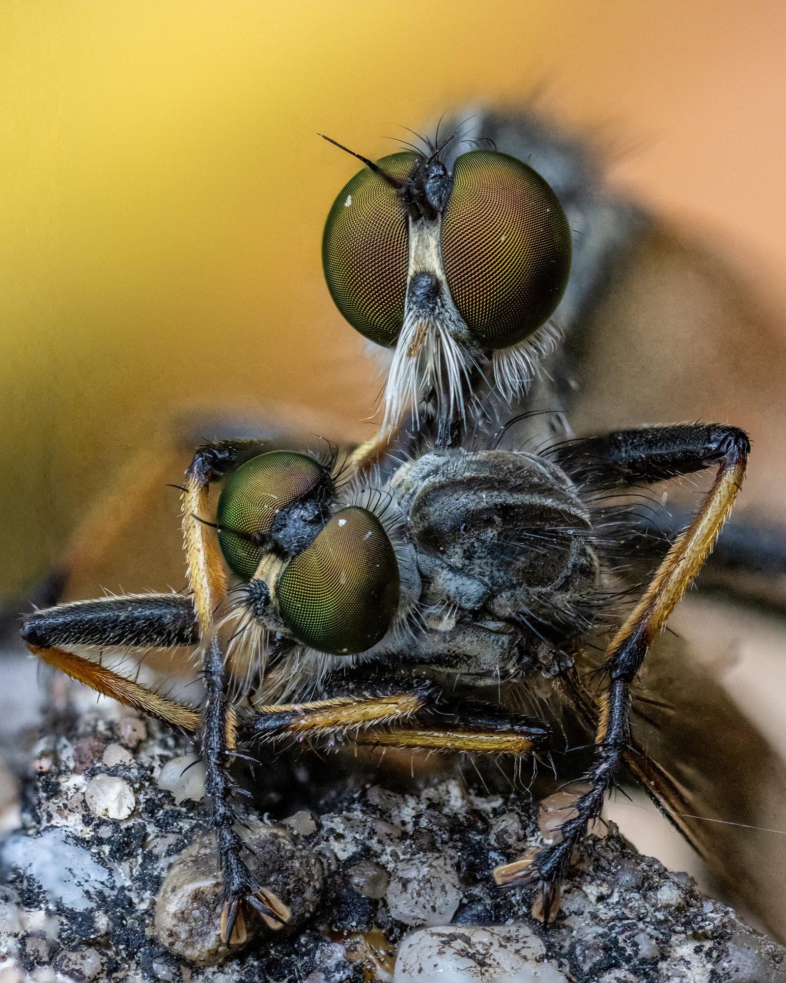 Macro Photography Ideas - Top 20 from easy to hard — The School of ...