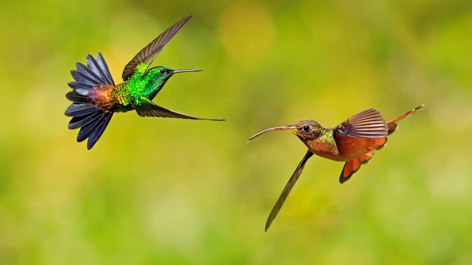 Wildlife Photography Course — The School of Photography - Courses ...