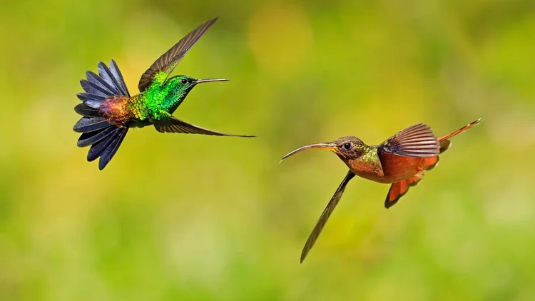 Wildlife Photography Course — The School of Photography - Courses ...