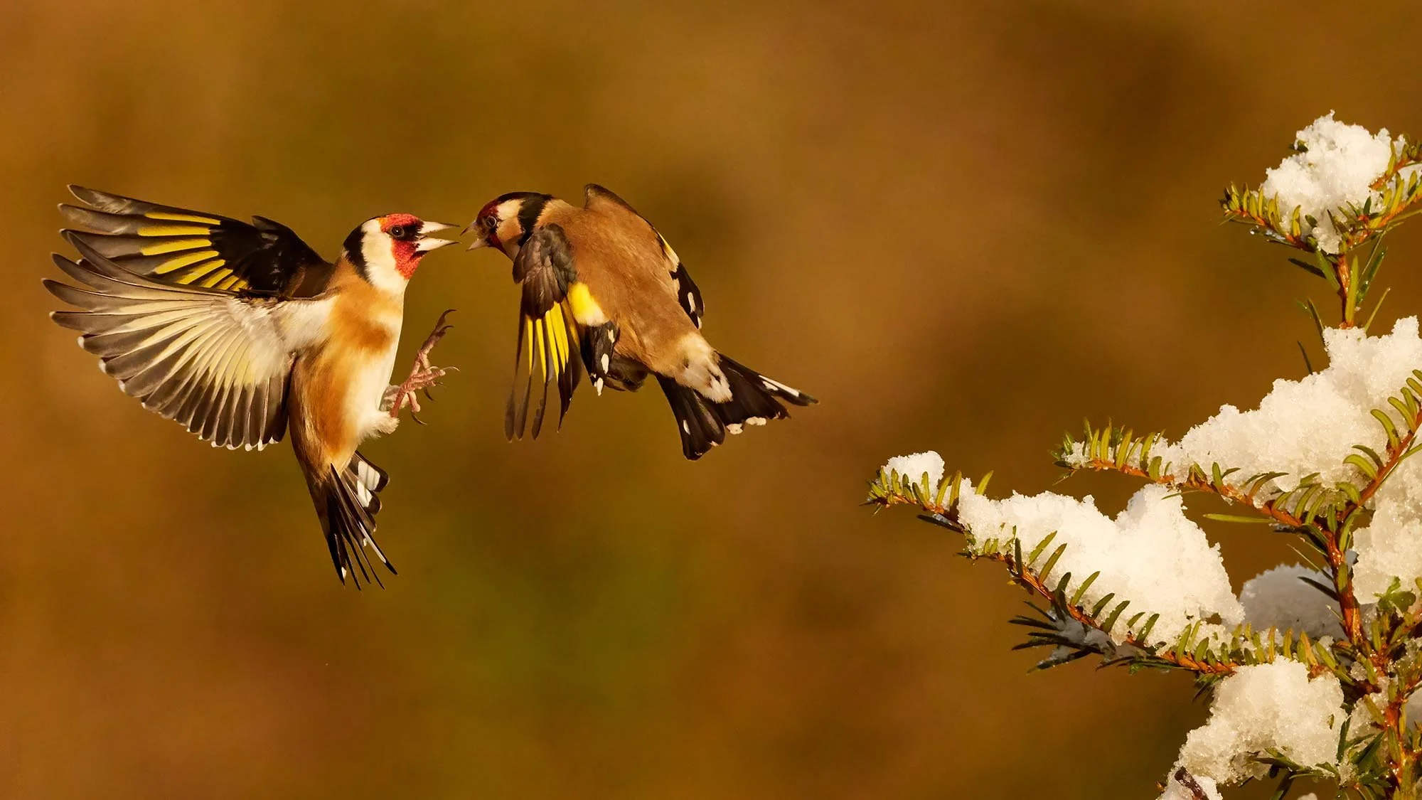 Wildlife Photography Course — The School of Photography - Courses ...